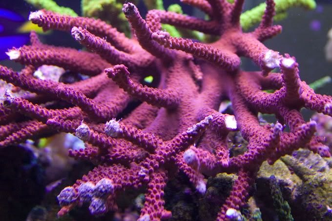 Let see the ********** Red Robin stag - Page 2 - Reef Central Online Community