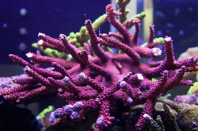 Let see the ********** Red Robin stag - Page 2 - Reef Central Online Community