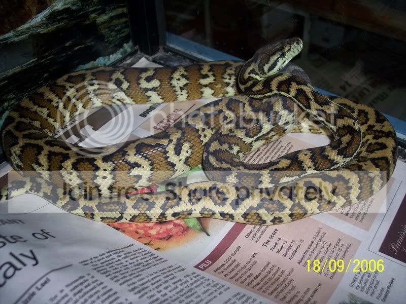 Darwin photos | Aussie Pythons & Snakes Forum