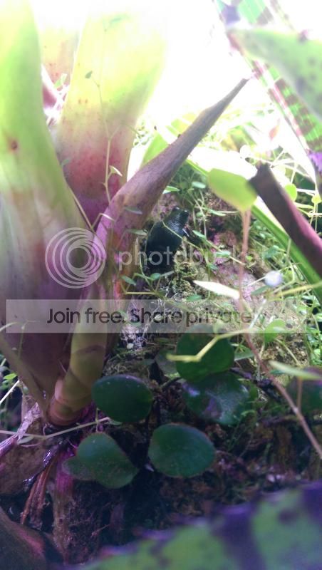 SE England - Pumilio Cauchero Froglets | Reptile Forums