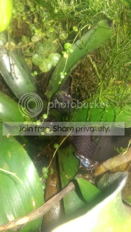 SE England - Pumilio Cauchero Froglets | Reptile Forums