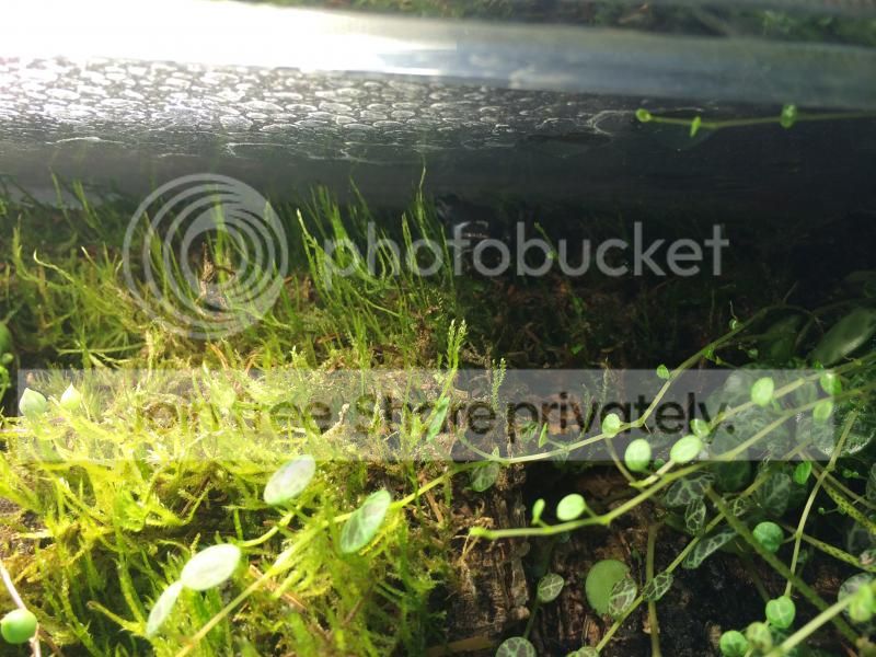 Pumilio Cauchero from BAKS | Reptile Forums