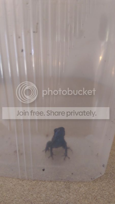 SE England - Pumilio Cauchero Froglets | Reptile Forums