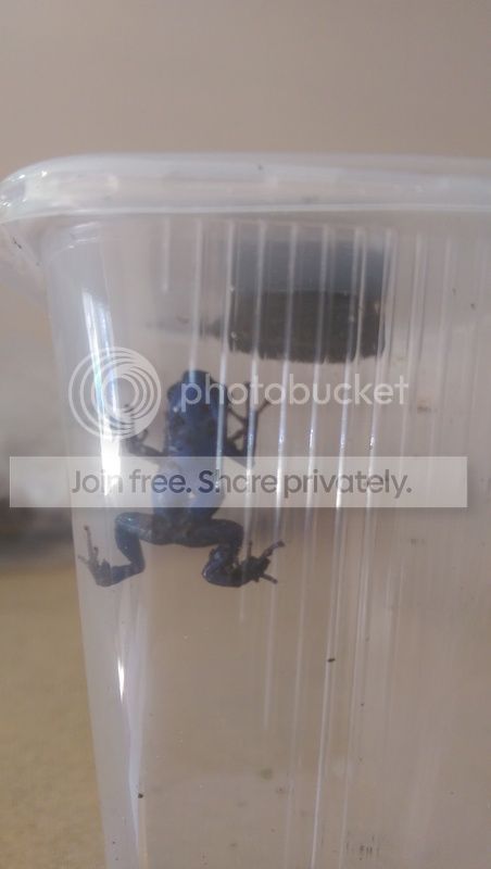 SE England - Pumilio Cauchero Froglets | Reptile Forums
