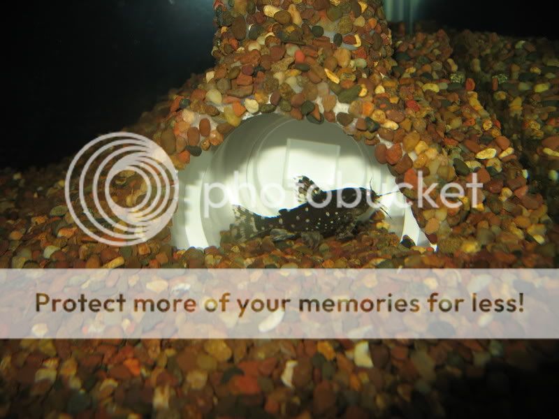 Oscar + Raphael Together Again | Cichlid Fish Forum