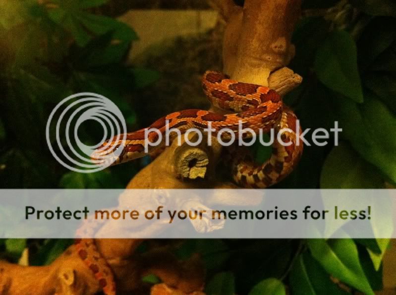 Corn snakes and climbing | Page 2 | Reptile Forums