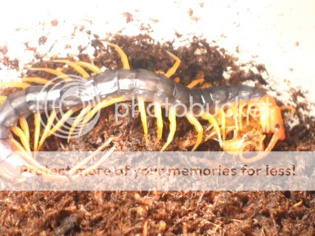 First Centipede Molt Experience | Arachnoboards