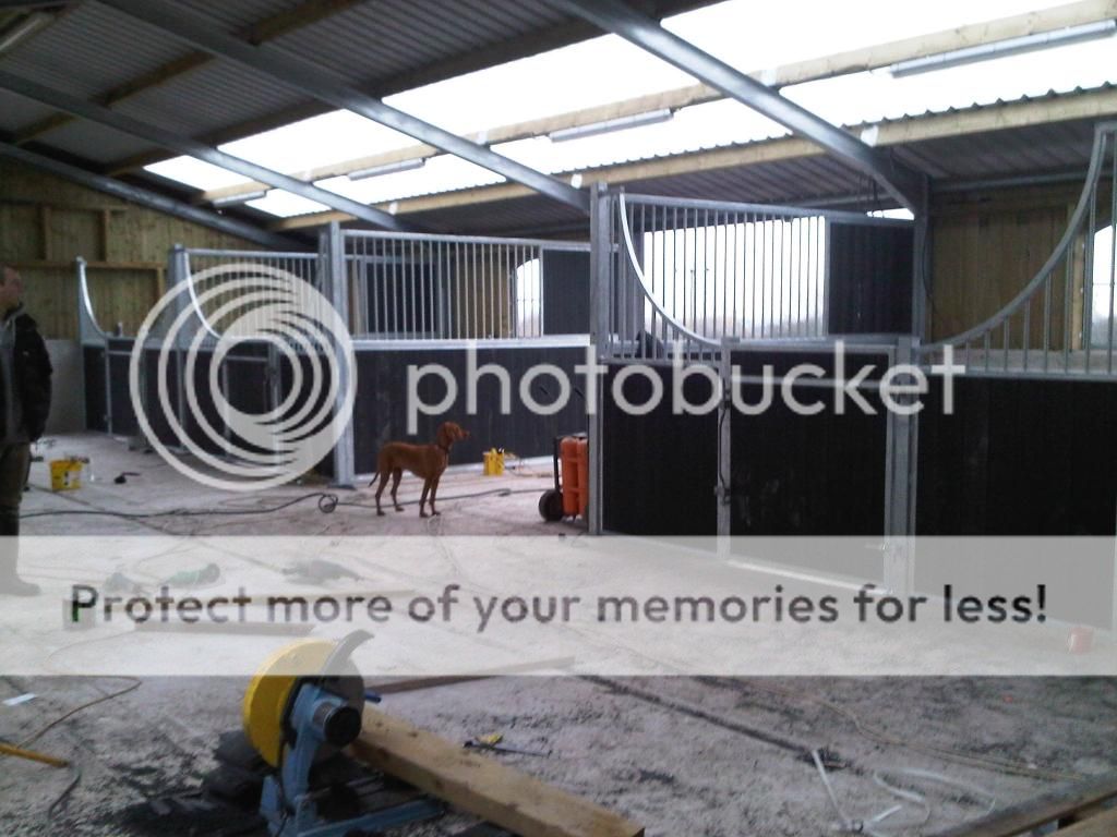 MONARCH V LODDON STABLES CHOICE? | Horse and Hound Forum