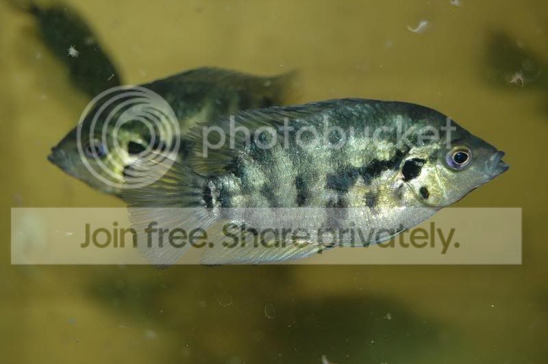Ball-Centrarchus-Cutteri ;) | MonsterFishKeepers.com