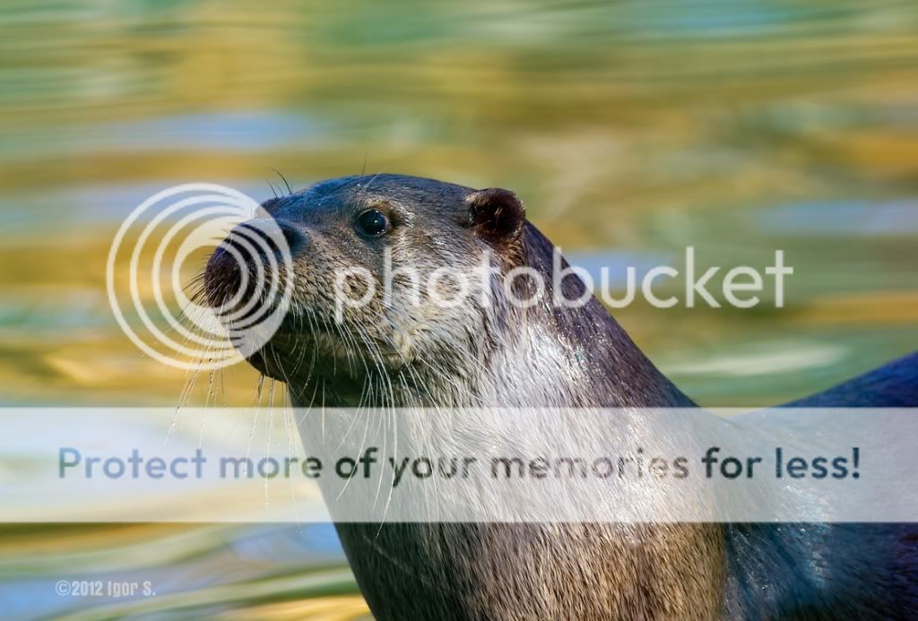 Otter Love Games... - PentaxForums.com