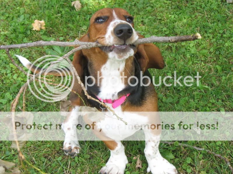 Another poem-another picture? | Basset Hounds Forum