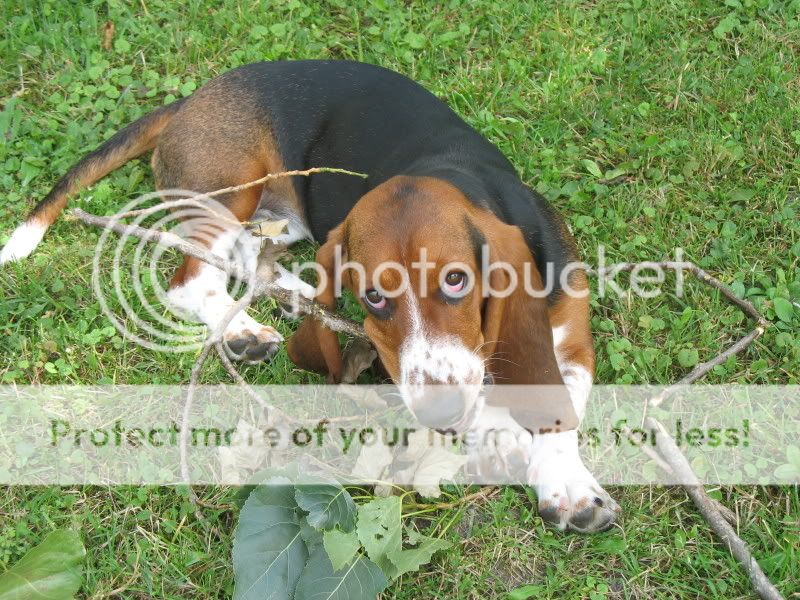 Another poem-another picture? | Basset Hounds Forum