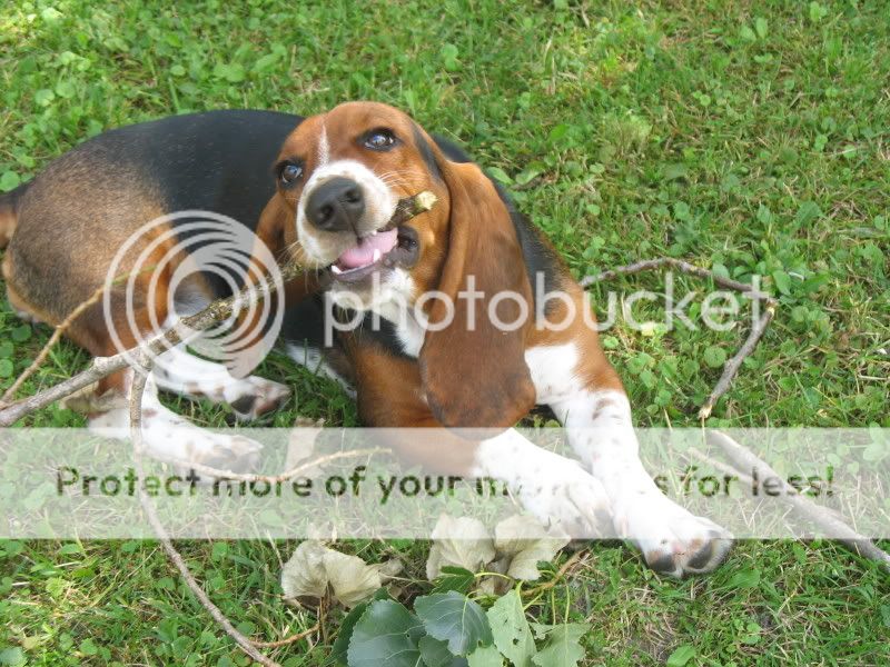 Another poem-another picture? | Basset Hounds Forum