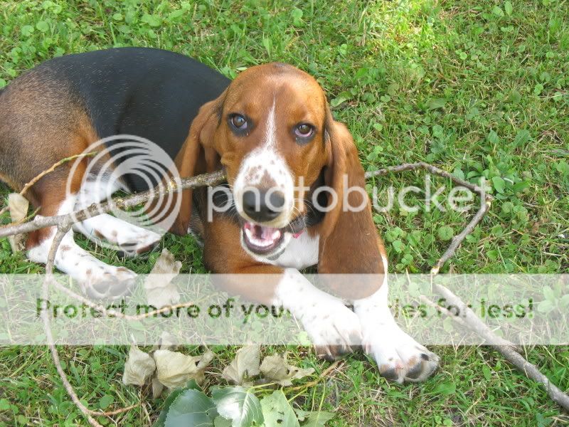 Another poem-another picture? | Basset Hounds Forum