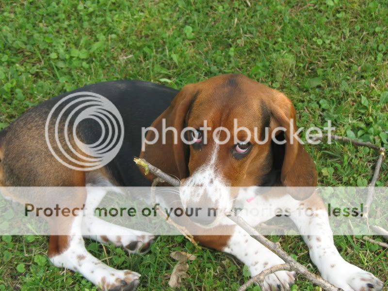 Another poem-another picture? | Basset Hounds Forum