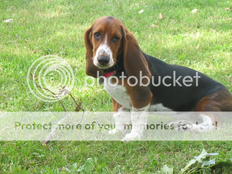 Another poem-another picture? | Basset Hounds Forum