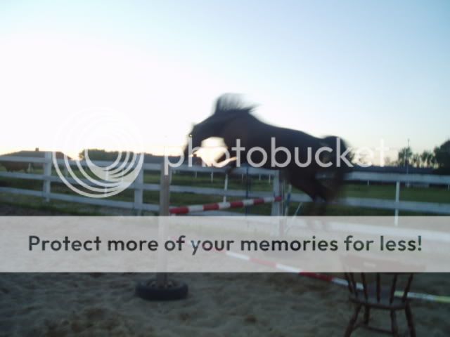 Spring billeder - Opslag, billeder og video - Heste-Nettet.dk