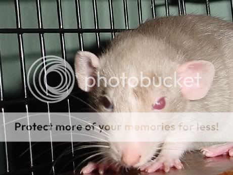 Eye Infections? | The Rat Shack - Pet Rat Forum